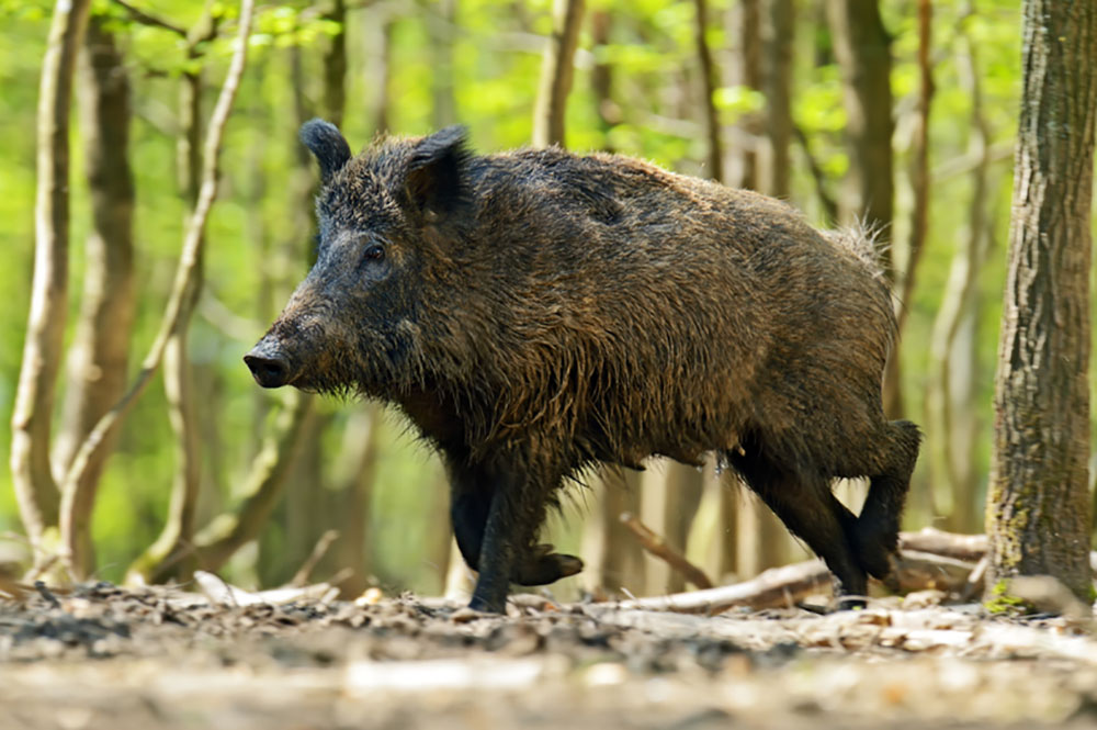 Hunting Hogs with a Bow: What to Know About Physics