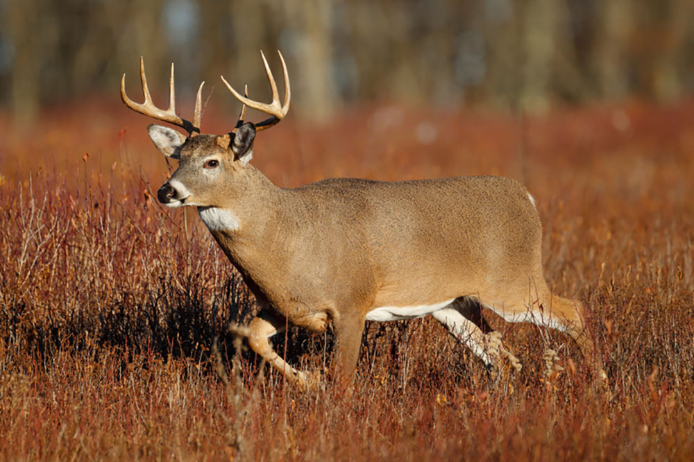Ready for Deer Season? 10 Summer To-Do Tasks To Make Sure You Are
