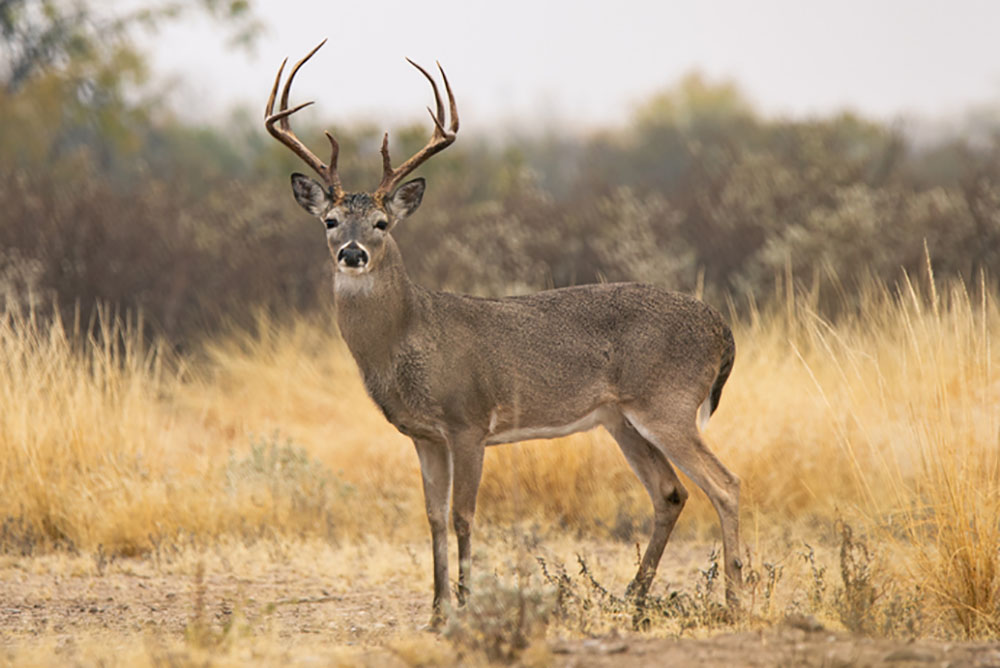 Pre-Rut: What Is It And When Is It?